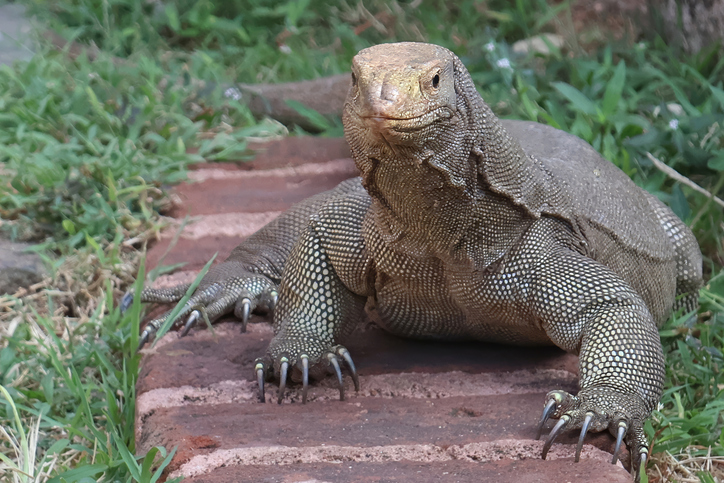 Giant 5-Foot Lizard Spotted Strolling Across Busy Florida Road